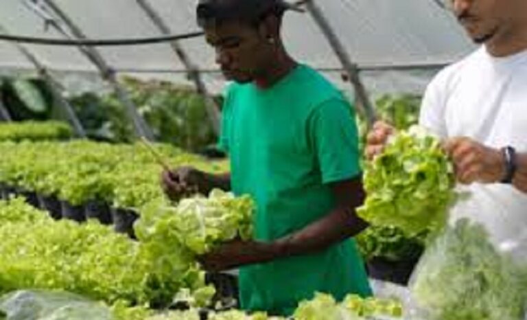 Cours en ligne / Agronomie et Agriculture : Les métiers du vivant - YOP ...