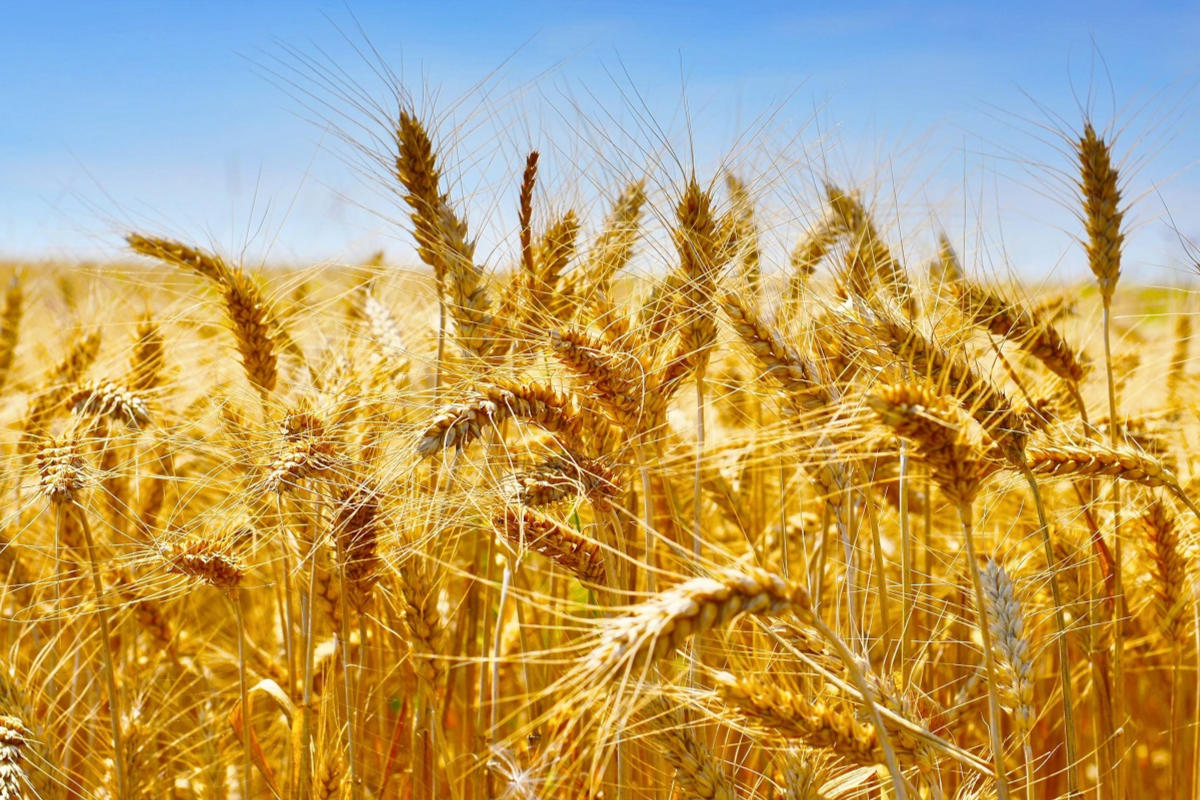 29,7 millions de tonnes : ce pays connaît une chute historique de sa ...
