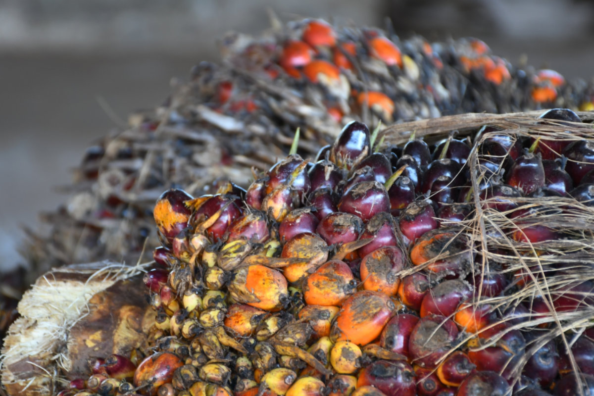 L'huile de palme va rendre encore plus riche ce pays d'Afrique de l ...